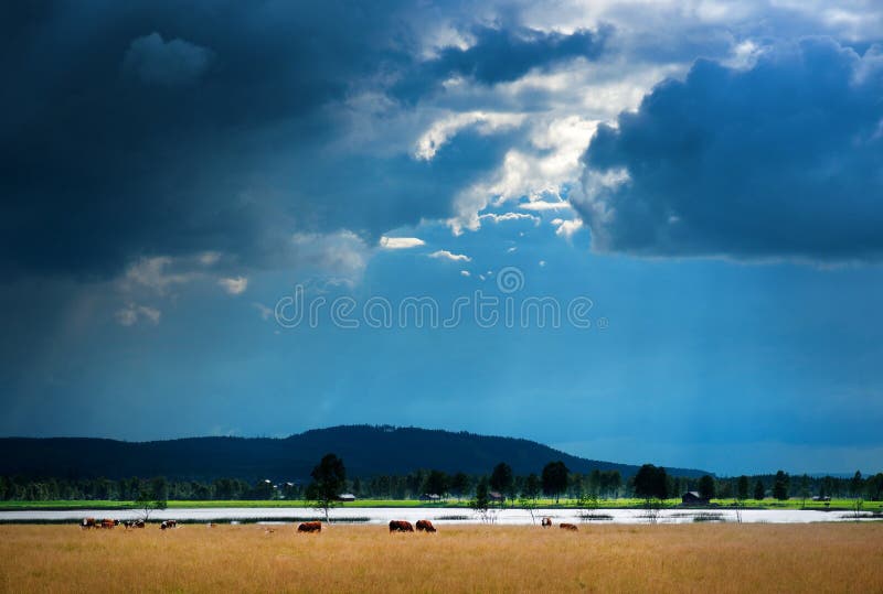 Cows in rural landscape stock image. Image of cloud, weather - 20598245