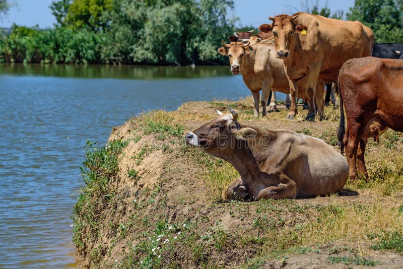 Cows in rural landscape stock photo. Image of cattle - 96315694