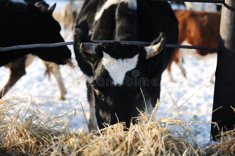 Cows on a Russian Farm in Winter Stock Photo - Image of milk, dairy ...