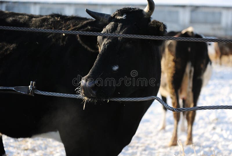 Cows on a Russian Farm in Winter Stock Photo - Image of milk, animal ...