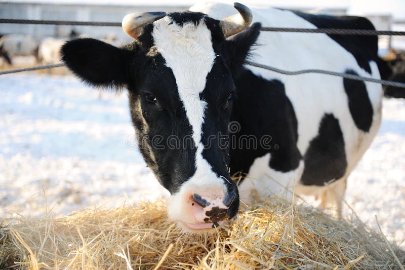Cows on a Russian Farm in Winter Stock Photo - Image of fencing, walk ...