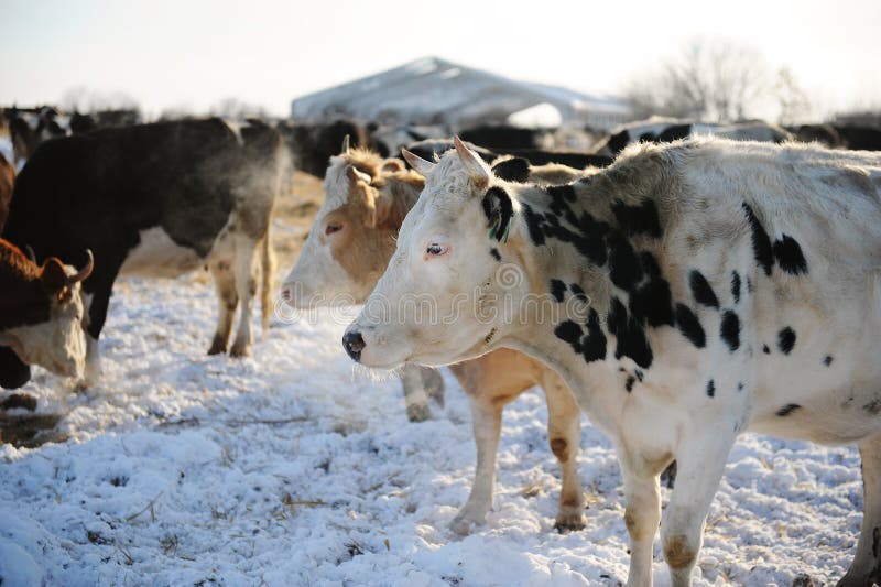 Cows on a Russian Farm in Winter Stock Image - Image of fencing, winter ...