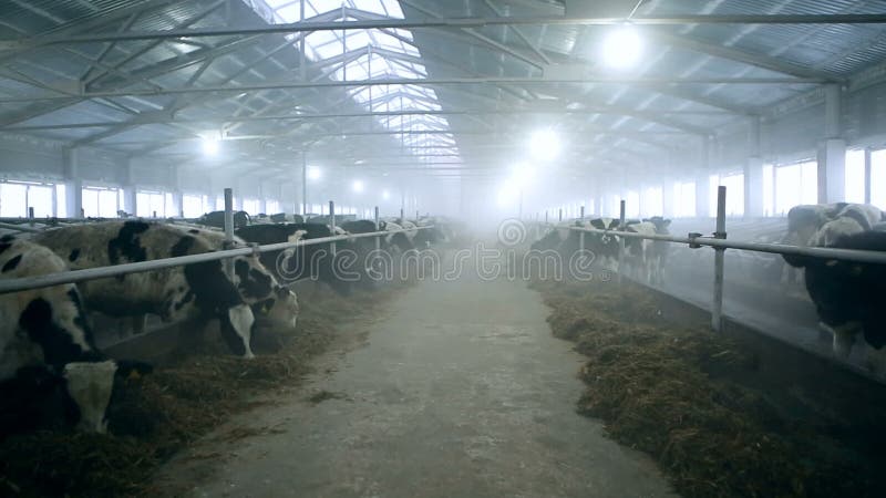 Cows in a cold winter stock footage. Video of veal, farm - 247174486