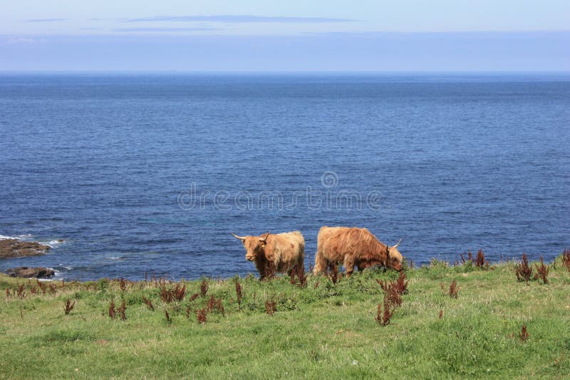 Cows at Sea stock photo. Image of farming, grass, ocean - 12698622