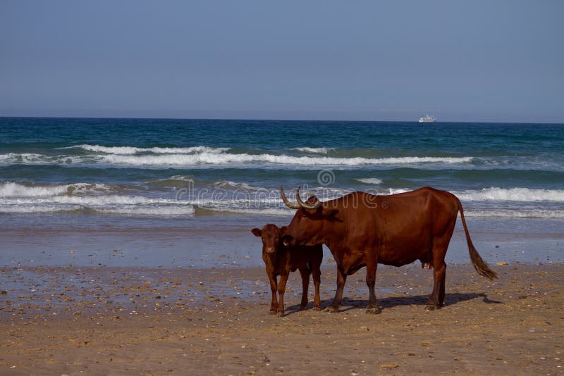 Cows on sea coast stock photo. Image of sunny, animal - 29228006