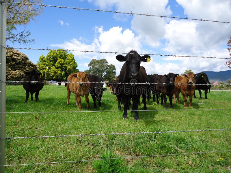 Cows Seen through Barbed Wire Fence Stock Image - Image of wire, farms ...