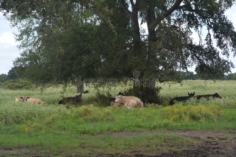 Cows setting under tree stock photo. Image of tree, setting - 77045838
