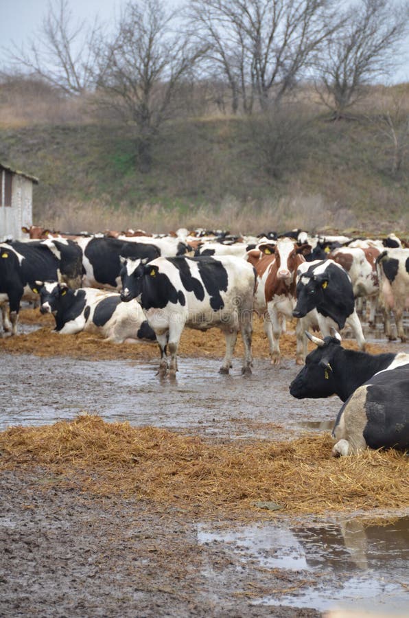 Cows Shake on the Street and Look into the Frame Stock Image - Image of ...