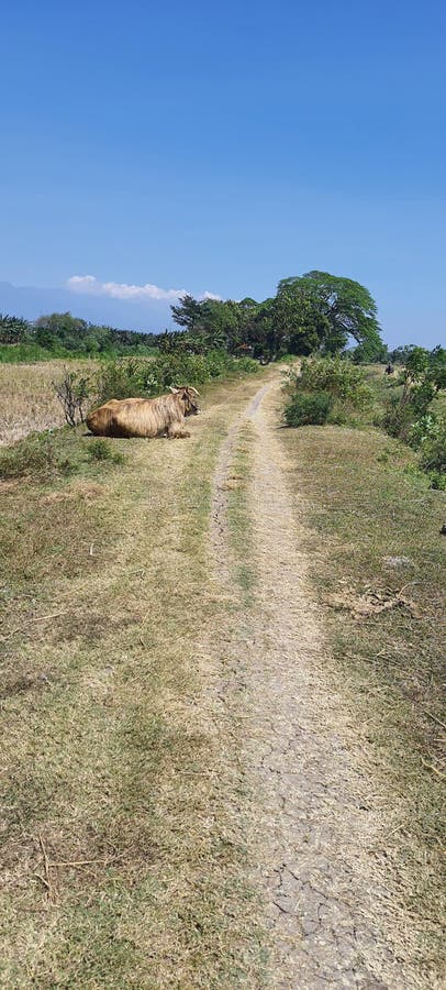 Cows on the Side of the Road Sitting Relaxed Stock Photo - Image of ...