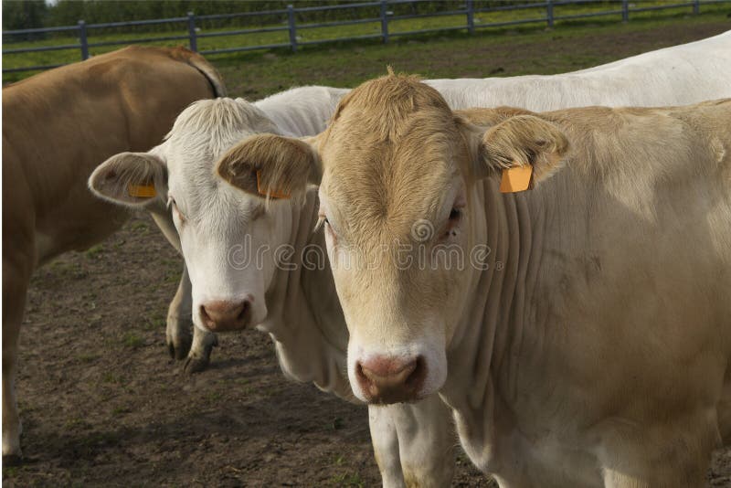 Cows side by side stock photo. Image of agriculture, farm - 45601664
