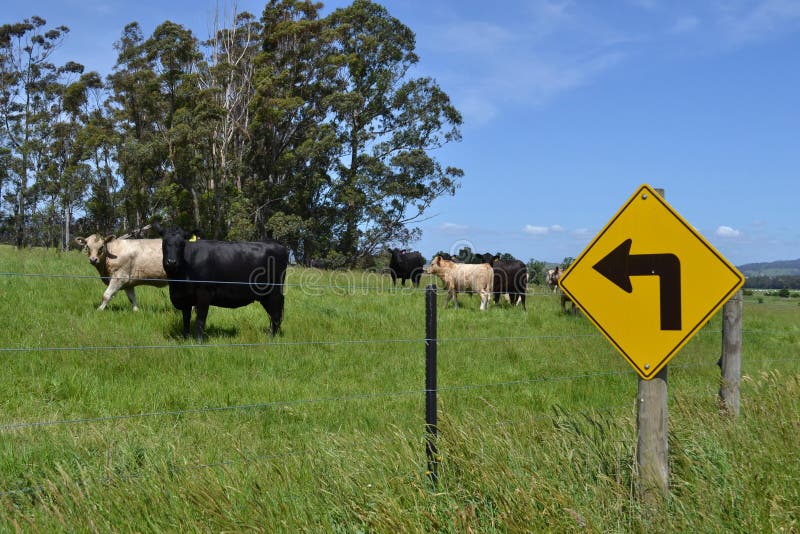 Cows and Sign post stock photo. Image of turn, australia - 95395544