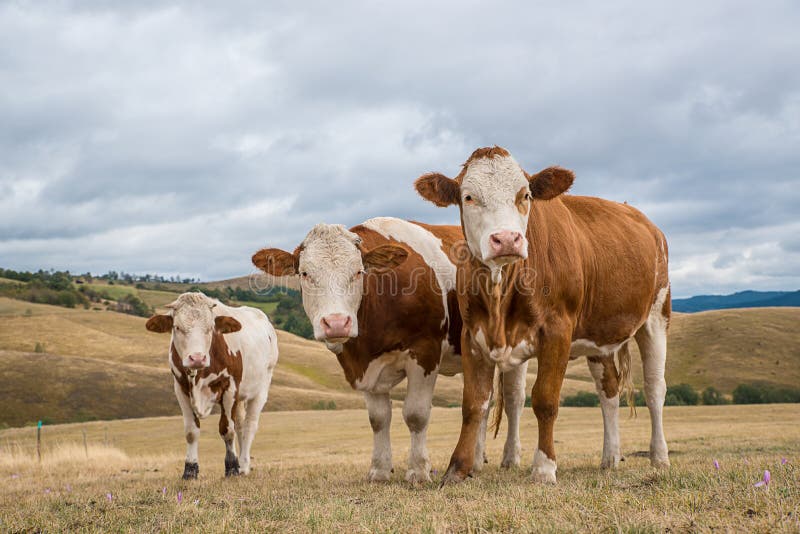 Cows simental race stock photo. Image of together, grazing - 100611346