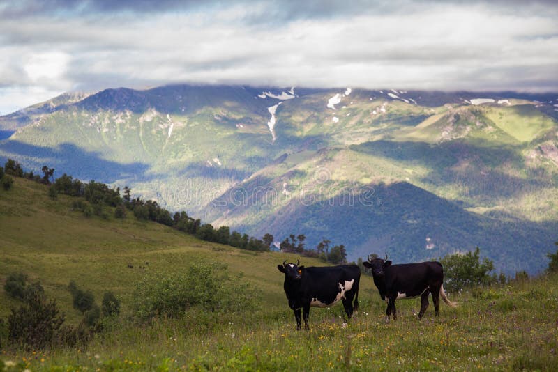 Cows on the Slope of a High Mountain Stock Image - Image of colt ...