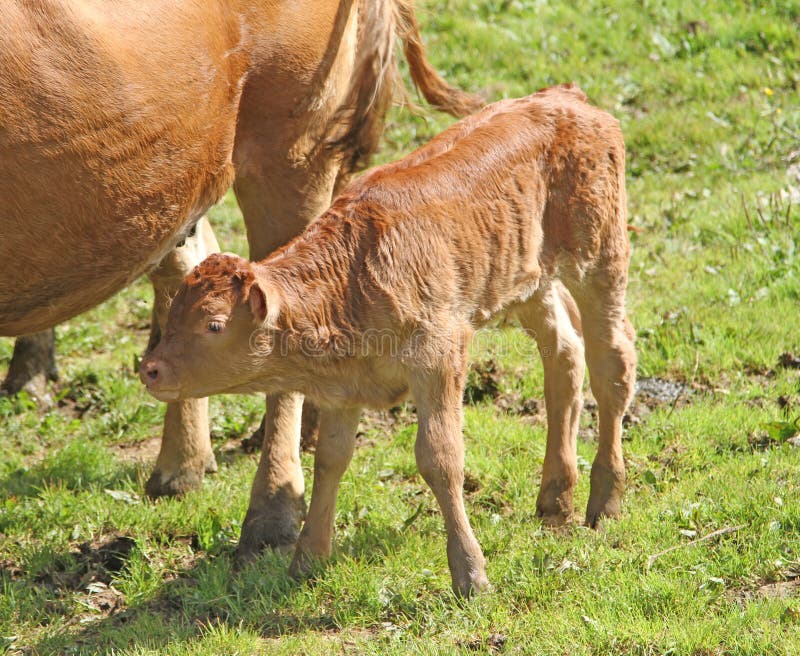 Cows and Small Calves at Pasture in the Mountains Stock Photo - Image ...