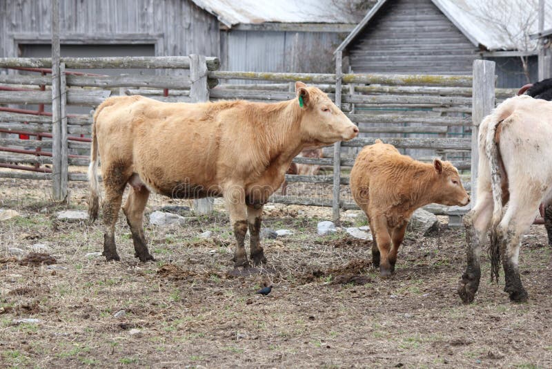 Cows in Small Paddock stock image. Image of calves, nature - 50348629