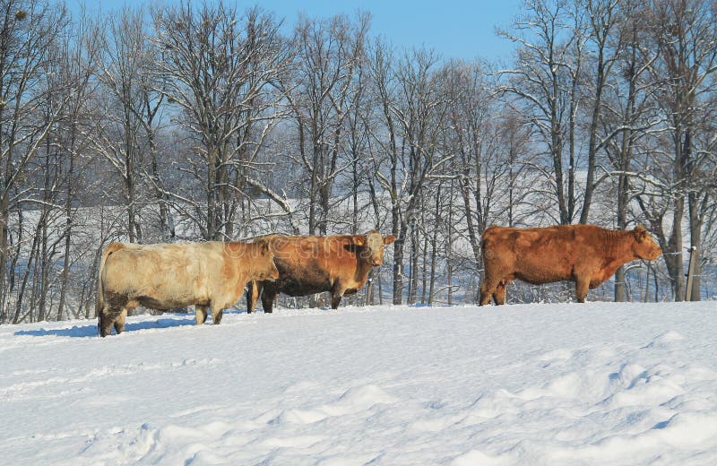Cows in the snow stock image. Image of countryside, snow - 85436173
