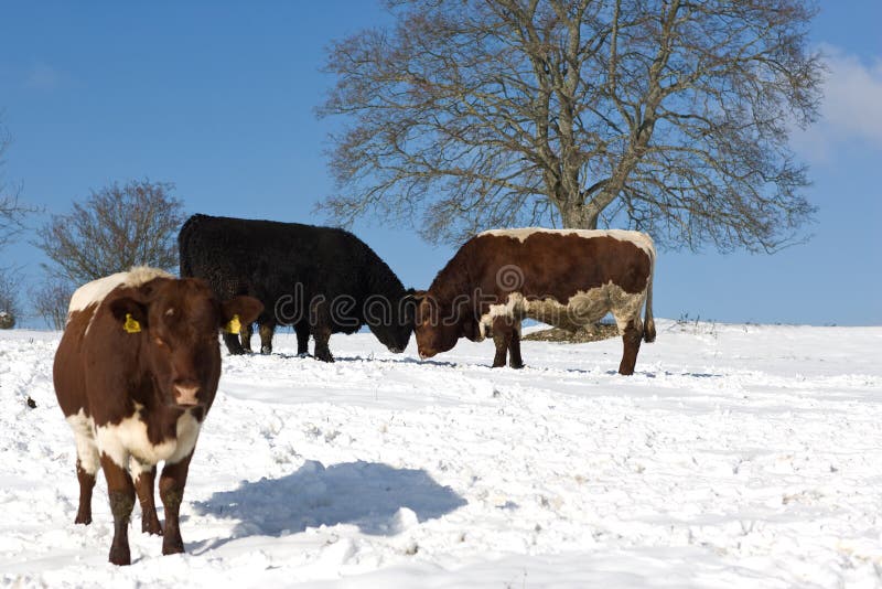 Cows in snowy field stock image. Image of standing, picturesque - 8660899