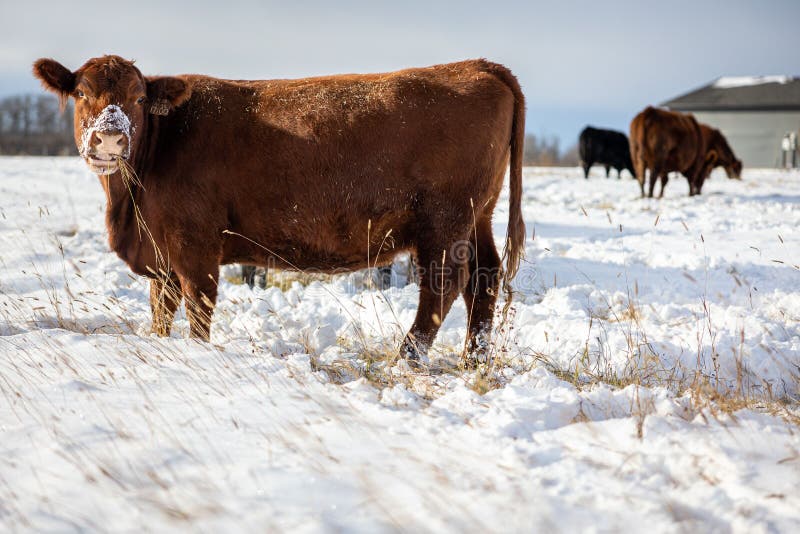 Cows in a Snowy Field in Alberta, Canada Stock Image - Image of cows ...