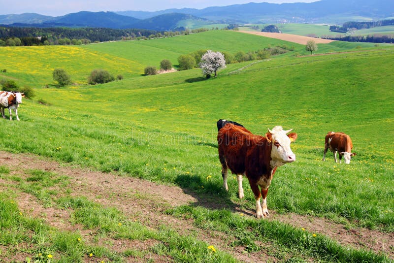 Cows on the spring pasture stock image. Image of cattle - 7789237