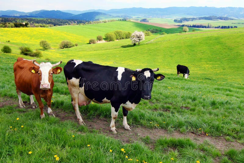 Cows on the spring pasture stock image. Image of cattle - 7789237