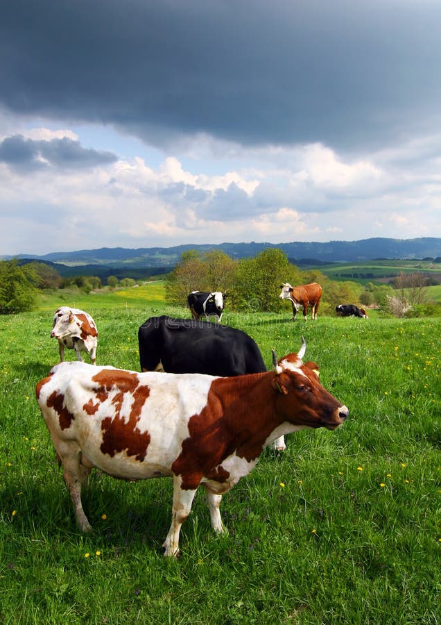Cows on the spring pasture stock photo. Image of summer - 7976896