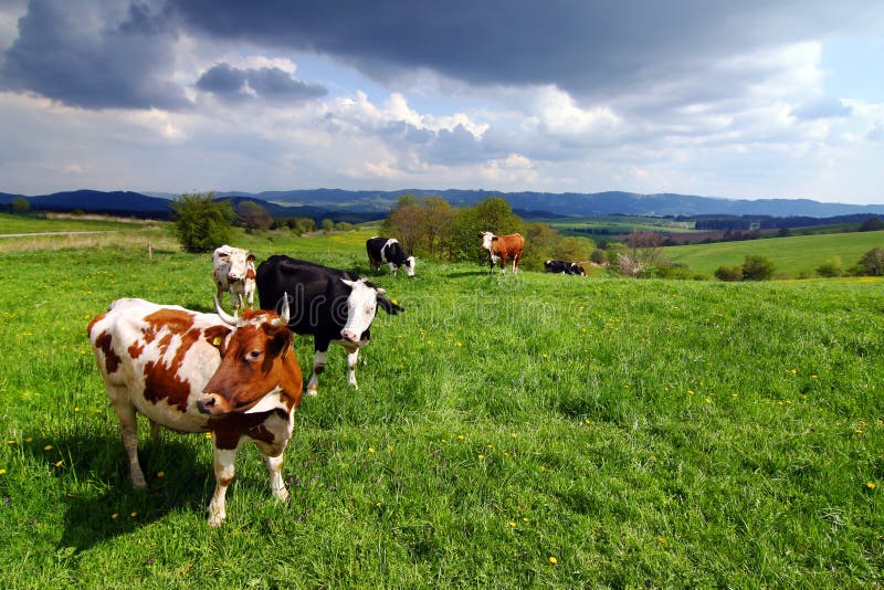 Cows on the spring pasture stock image. Image of cattle - 7789237
