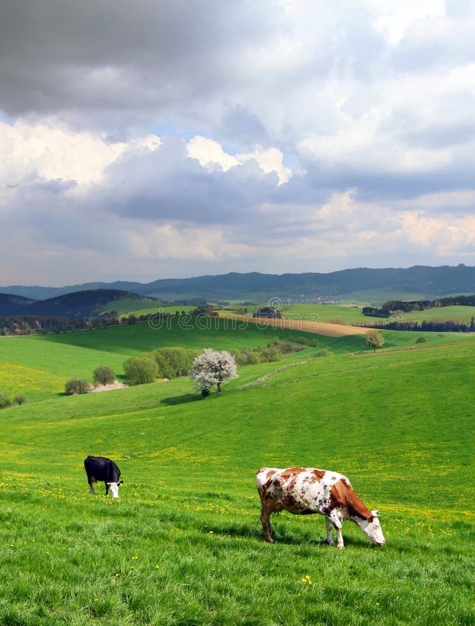 Cows in pasture stock image. Image of graze, meadow, grazing - 2132777