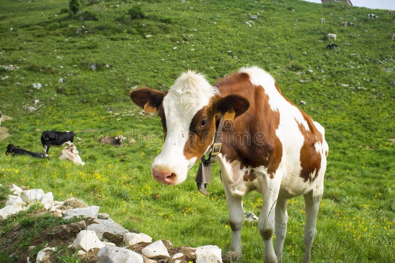 Cows on spring pasture stock photo. Image of cows, spring - 114942056