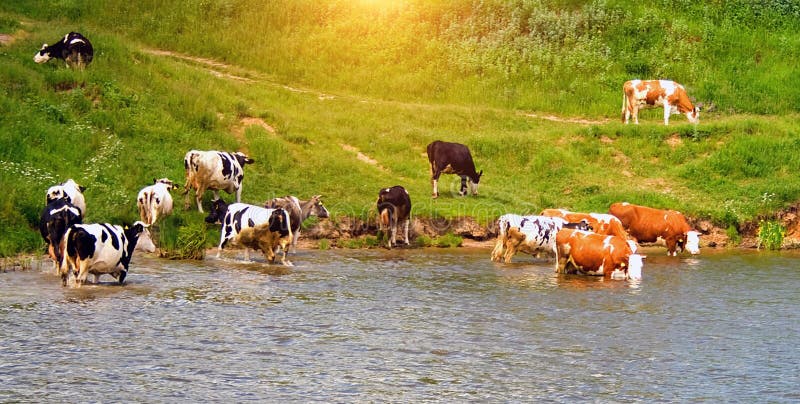 276 Spring Cow Backgrounds Stock Photos - Free & Royalty-Free Stock ...