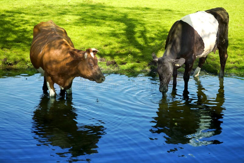 Cows in spring water stock photo. Image of spring, reflexion - 9313048