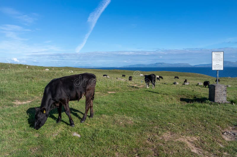 Cow at St Johns Point Beach in County DOnegal - Ireland Stock Image ...