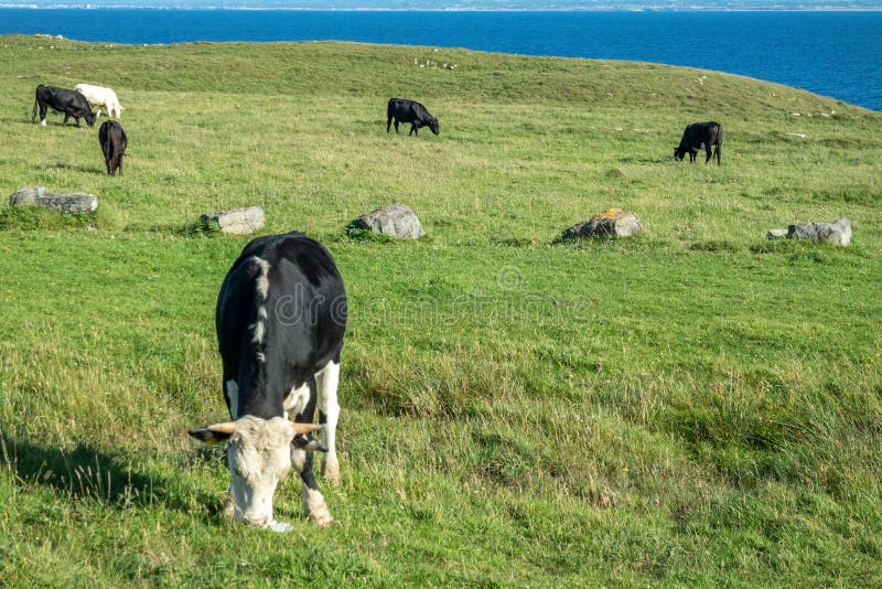 Cow at St Johns Point Beach in County DOnegal - Ireland Stock Image ...