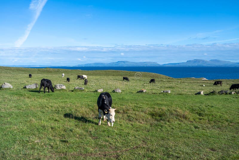 Cow at St Johns Point Beach in County DOnegal - Ireland Stock Image ...