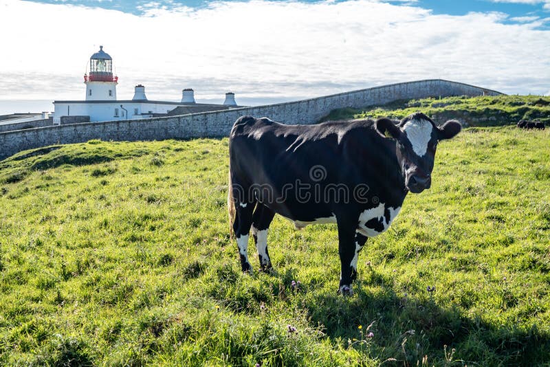 Cow at St Johns Point Beach in County DOnegal - Ireland Stock Image ...