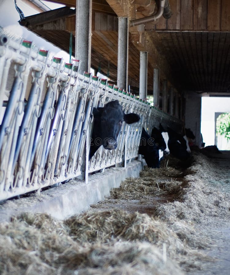 Cattle in a Stable stock photo. Image of brown, horns - 12564432