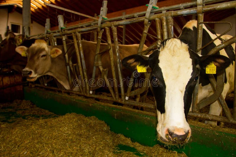Cows in the stable stock image. Image of milk, farmland - 37687249