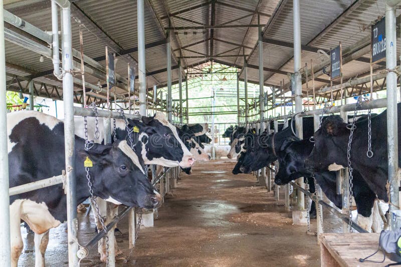 Cows in the Stable at the Animal Farm,Thailand Stock Photo - Image of ...
