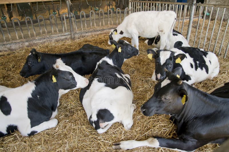 Cattle in Stable with Fodder Stock Image - Image of animal, produce ...