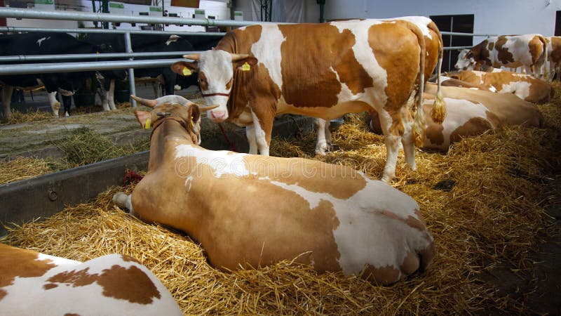 Cows in Stable stock photo. Image of dairy, animal, manufacturing ...