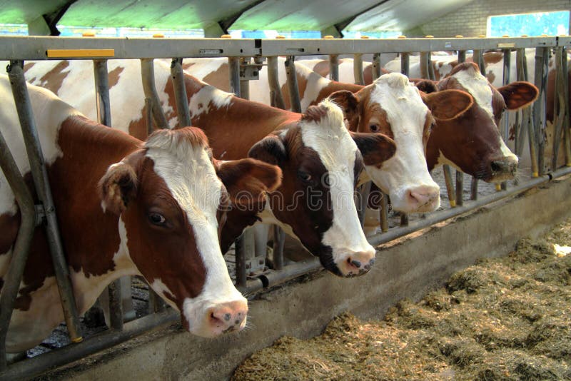 Cows in the stable stock photo. Image of mammal, feed - 58939458