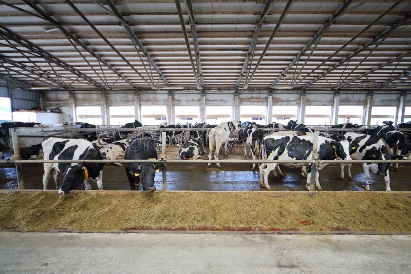 The Cows in the Stable in Dairy Farm Eating Straw Stock Photo - Image ...