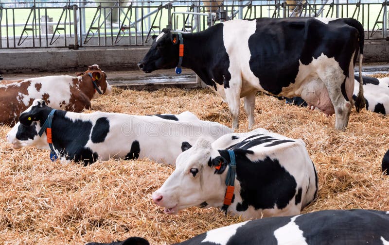 Cows in a Stable at a Dairy Farm. Stock Image - Image of dutch ...