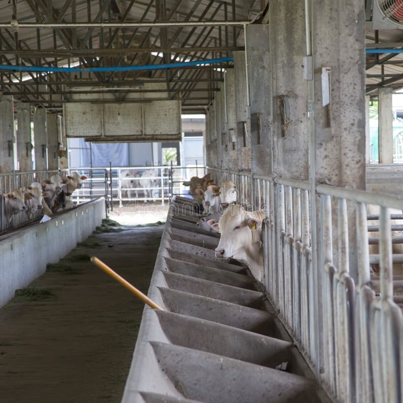 Cows in stable at farm stock image. Image of stable - 110349883