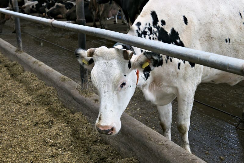 Cows in a stable. stock photo. Image of cowshed, feedlot - 90006436