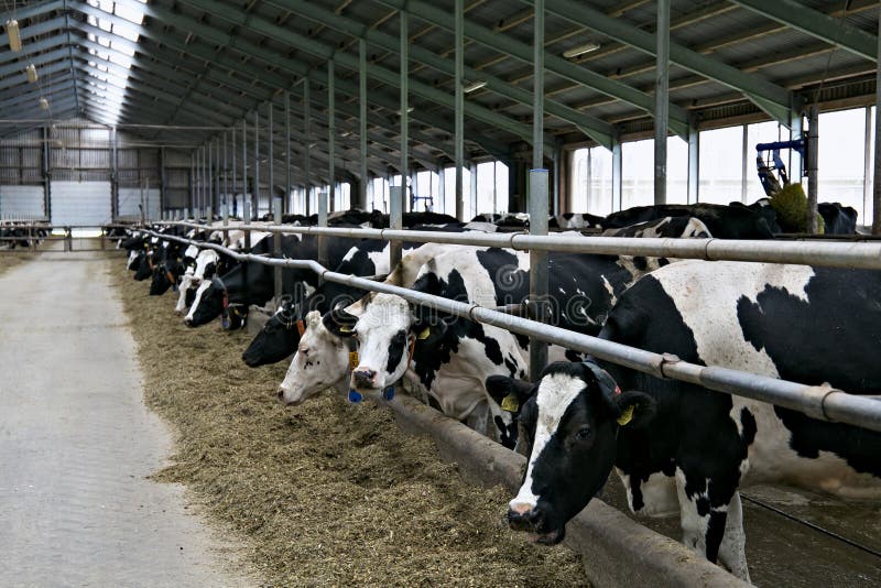 Cows in a stable. stock photo. Image of husbandry, feedlot - 90006444
