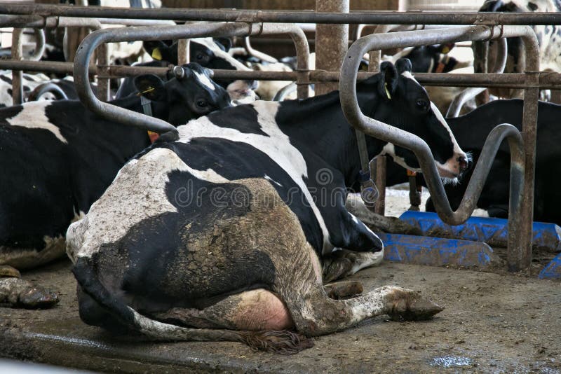 Cows in a stable. stock image. Image of breeding, industry - 90006453