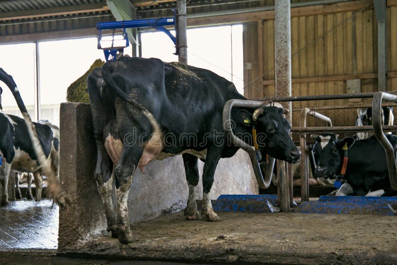 Cows in a stable. stock photo. Image of countryside, feed - 90006454