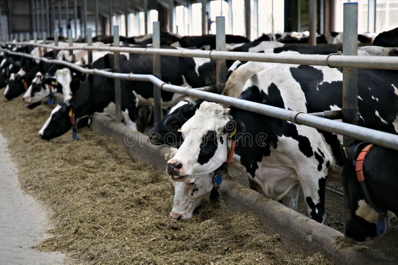 Cows in a stable. stock image. Image of cows, agriculture - 90006479