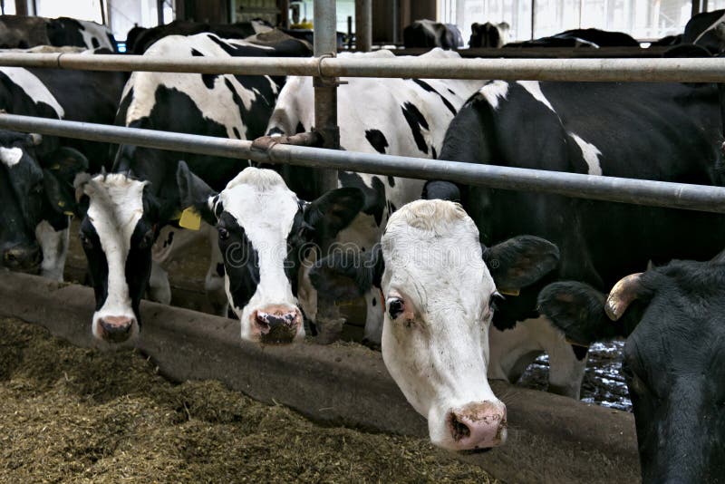Cows in a stable. stock image. Image of cows, agriculture - 90006479