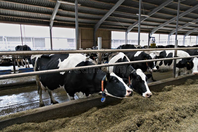 Cows in a stable. stock image. Image of bovine, herd - 90067959